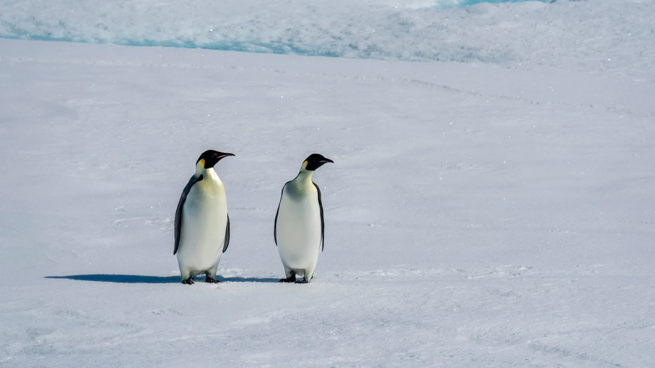 ‘Catastrophic’ loss: Huge colonies of emperor penguins saw no chicks ...