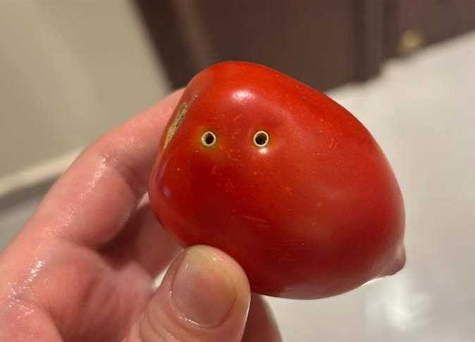 Official refutes rumors that holes found in tomatoes are 'snake bites ...